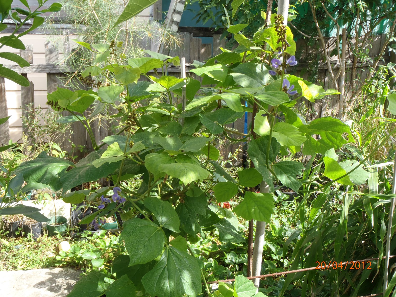 Rotenone: the fish killer – The Fisheries Blog