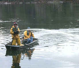 Rotenone: the fish killer – The Fisheries Blog