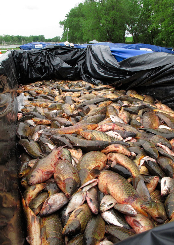 Rotenone: the fish killer – The Fisheries Blog