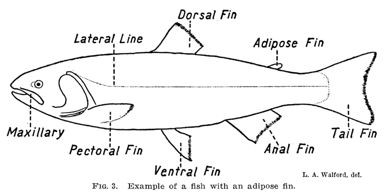 The Adipose Fin: Old Mysteries with New Answers – The Fisheries Blog