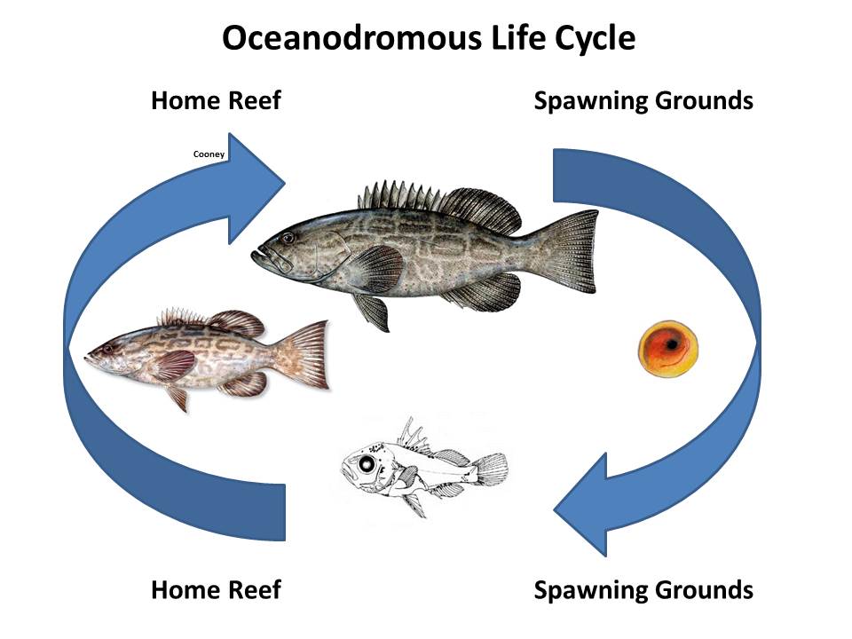 Anadromous, Catadromous, Amphidromous, Oceanodromous, or Potamodromous ...