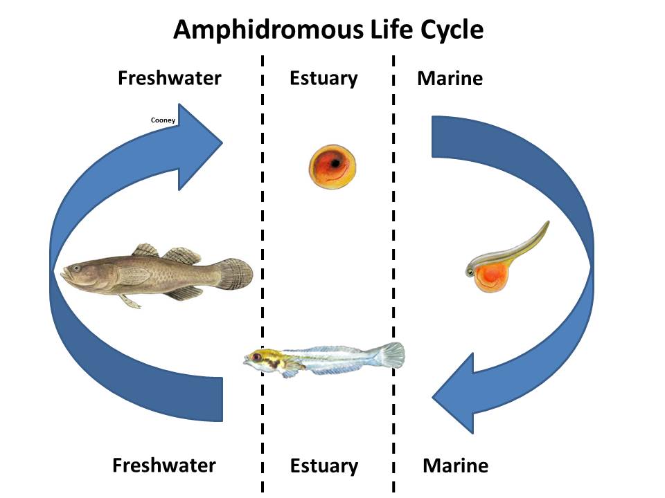 Anadromous, Catadromous, Amphidromous, Oceanodromous, or Potamodromous ...