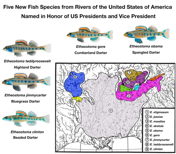 How Obama’s fish made me question my view of "species" – The Fisheries Blog