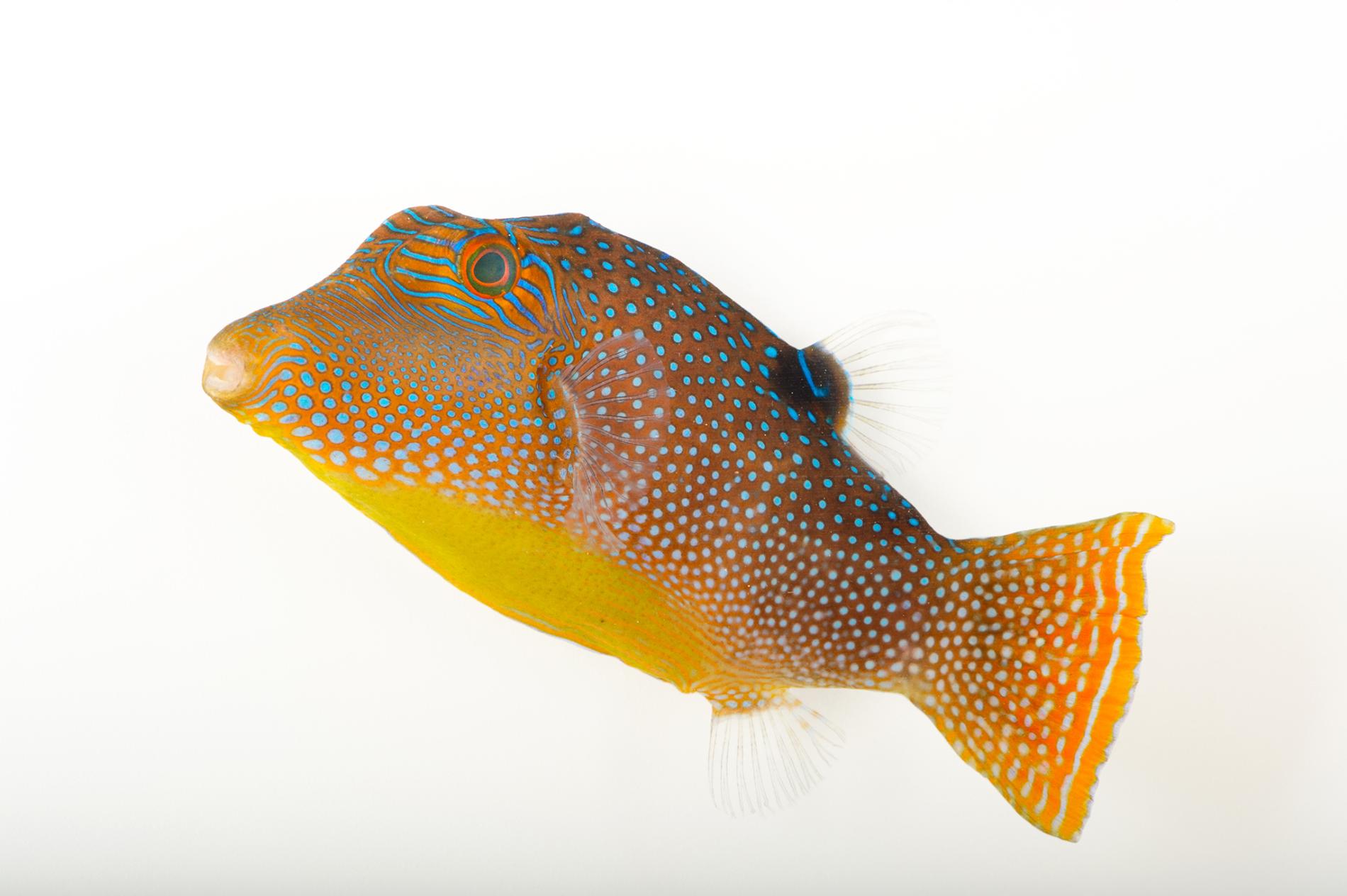 Top 5 Most Poisonous and Venomous Fish! – The Fisheries Blog