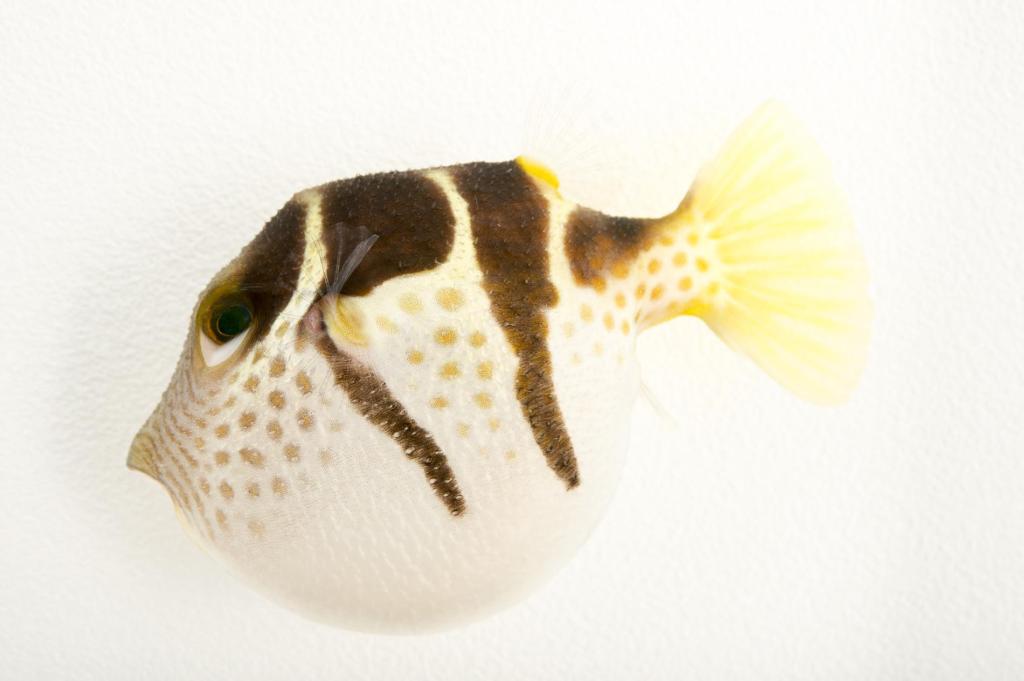 Top 5 Most Poisonous and Venomous Fish! – The Fisheries Blog
