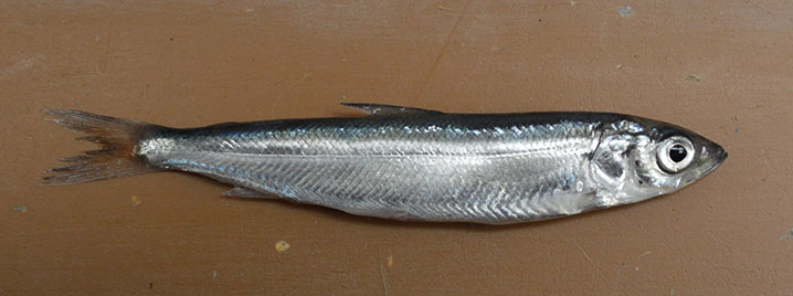 Funny fish: common names that aren’t so common – The Fisheries Blog