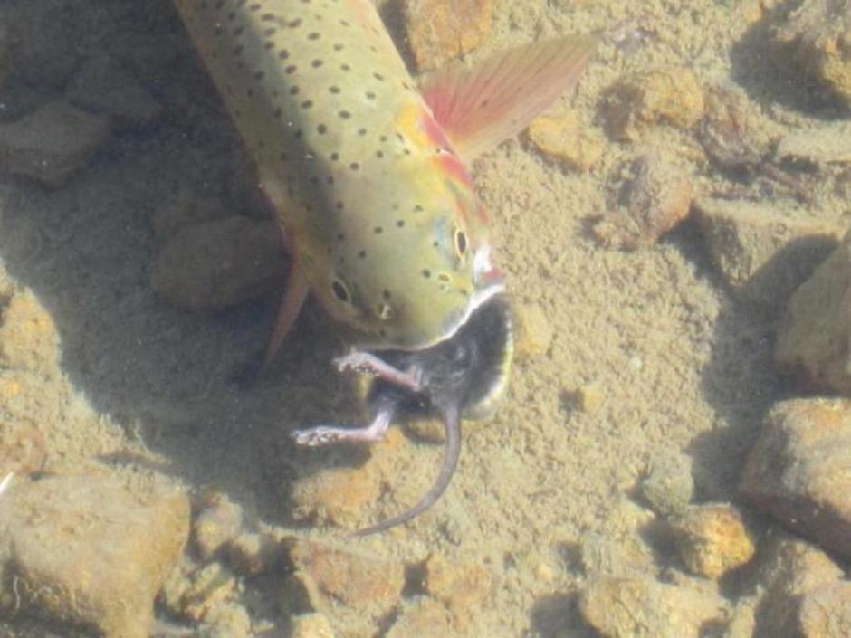 Of Fish, Mice, and Leukemia – The Fisheries Blog