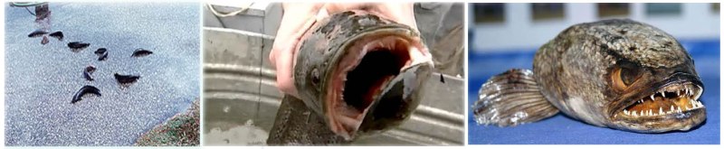 Fish out of water – The Fisheries Blog