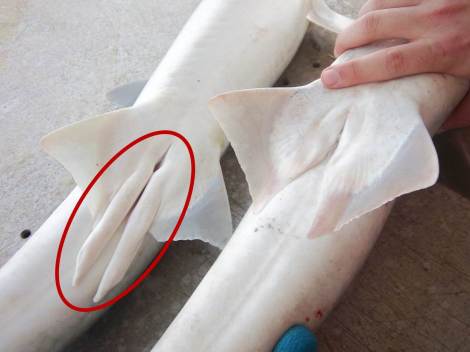 Why do sharks have two penises? – The Fisheries Blog