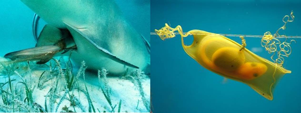 Why do sharks have two penises? – The Fisheries Blog