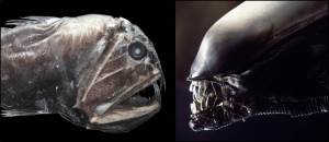 10 Scary Fish in Natural Halloween Costumes – The Fisheries Blog