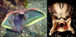 10 Scary Fish in Natural Halloween Costumes – The Fisheries Blog