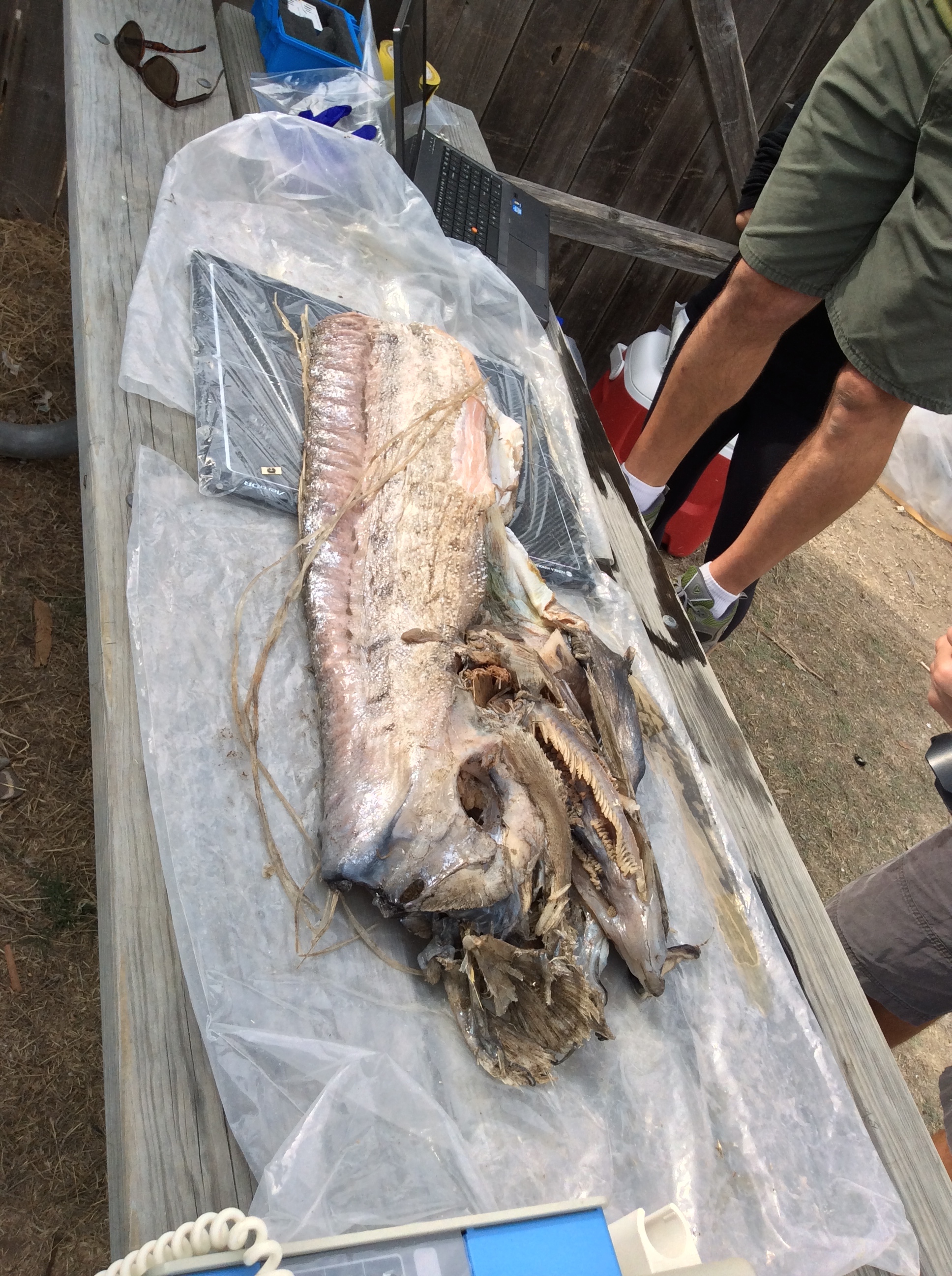Aging Sea Monsters – The Fisheries Blog