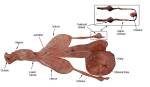 Did animators know that two of three “Finding Nemo” sharks cannibalized ...