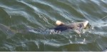 Three Things You Should Know About North Carolina’s Sharks – The ...