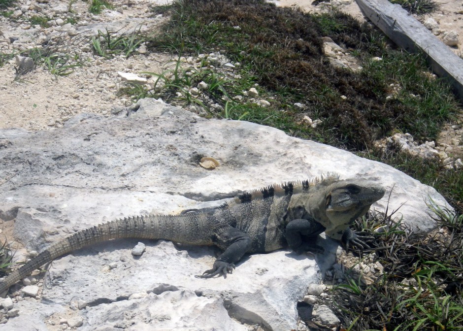 Why are fish cold blooded? – The Fisheries Blog