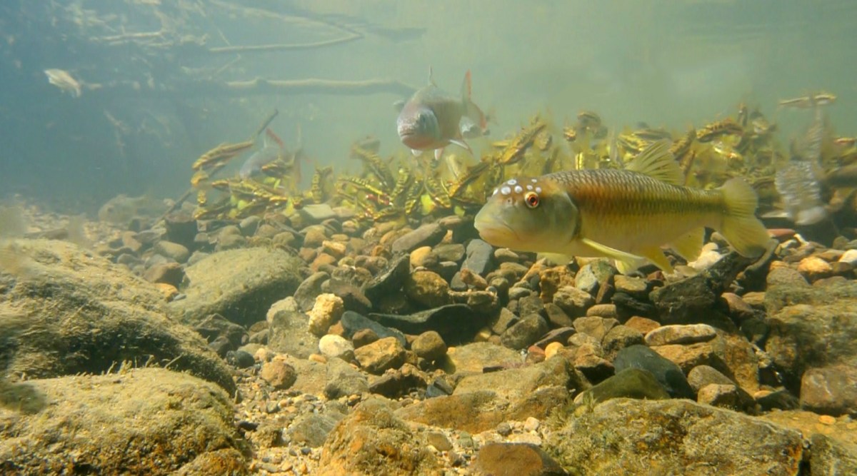 Deeper understanding from shallow streams – The Fisheries Blog