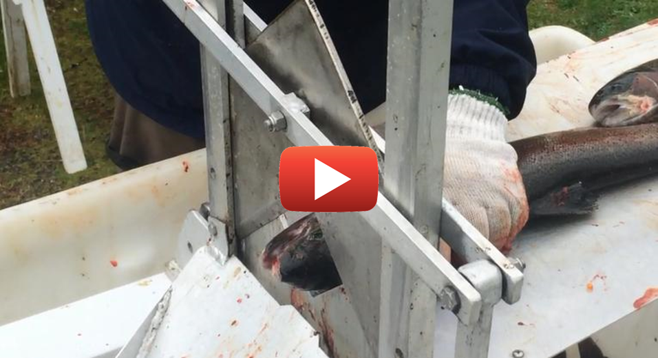 Biologists cut the faces off of fish to save streams (VIDEO) – The ...