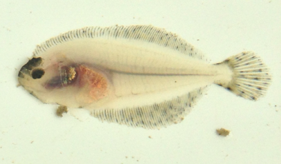 Nemo isn’t the only transgender fish in the sea – The Fisheries Blog