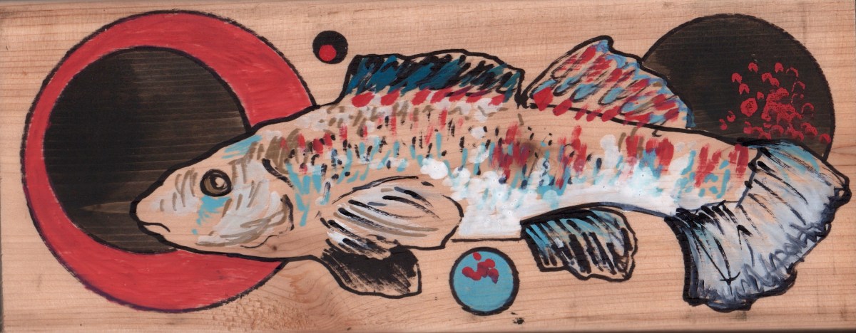 Breeding colors of freshwater fishes – The Fisheries Blog