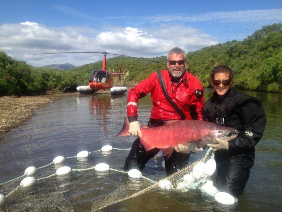 Fish Ninjas: Alaskan scientists swoop in to capture fish – The ...