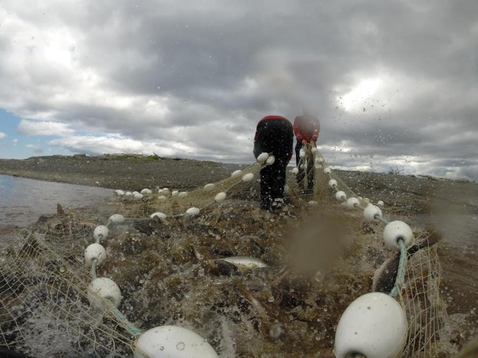 Fish Ninjas: Alaskan scientists swoop in to capture fish – The ...