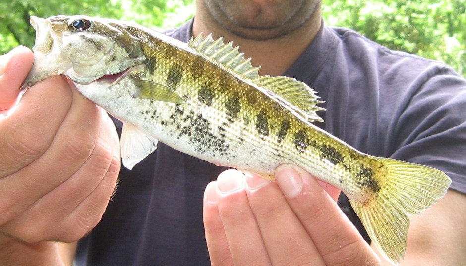 Black Bass: How many species are there? – The Fisheries Blog