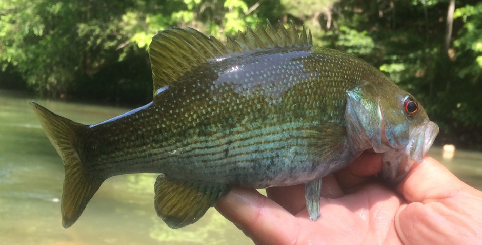 Black Bass: How many species are there? – The Fisheries Blog