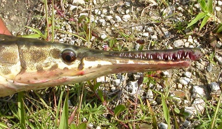 The 7 Wonderful Gar of the World – The Fisheries Blog