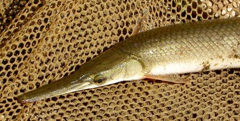 The 7 Wonderful Gar of the World – The Fisheries Blog