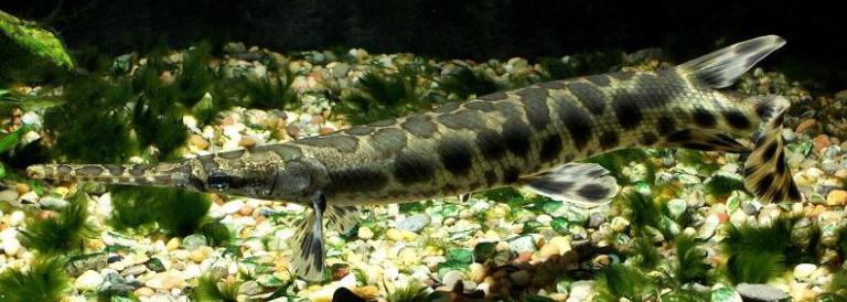 The 7 Wonderful Gar of the World – The Fisheries Blog