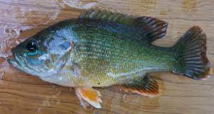 Perch, bream, and sunfish–what’s the difference? – The Fisheries Blog