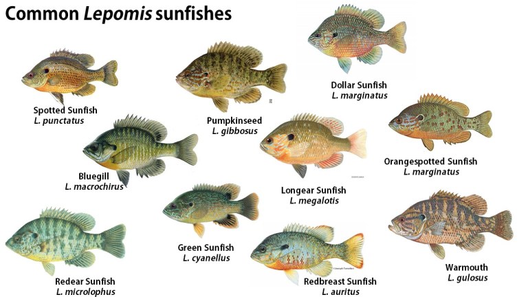 Perch, bream, and sunfish–what’s the difference? – The Fisheries Blog