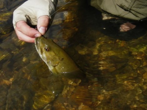 Black Bass: How many species are there? – The Fisheries Blog