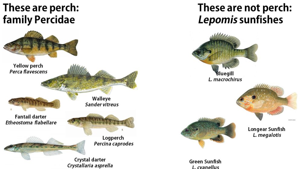 Perch, bream, and sunfish–what’s the difference? – The Fisheries Blog