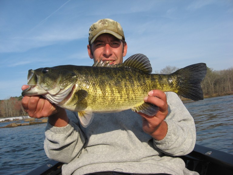 Black Bass: How many species are there? – The Fisheries Blog