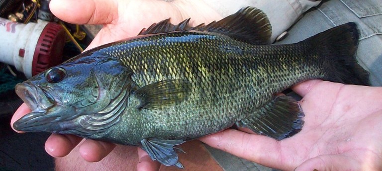 Black Bass: How many species are there? – The Fisheries Blog