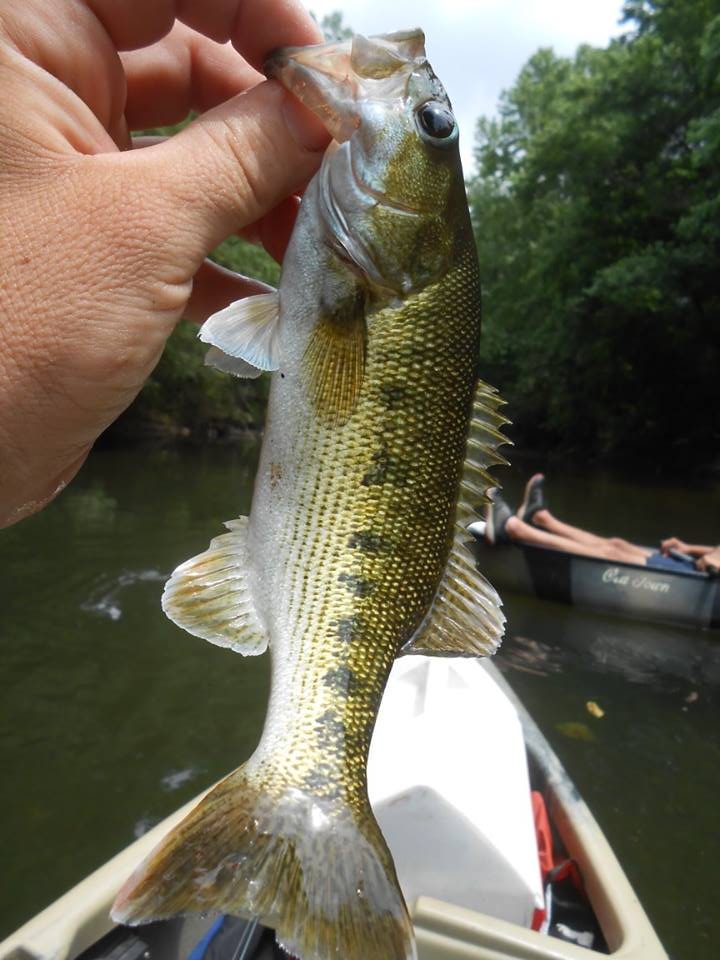 Black Bass: How many species are there? – The Fisheries Blog