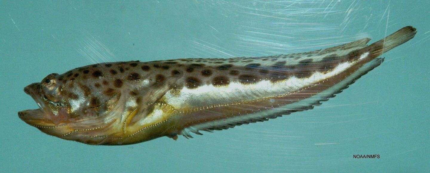 Do fish have ears? And if so, what impacts do people have on their ...