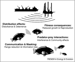 Do fish have ears? And if so, what impacts do people have on their ...