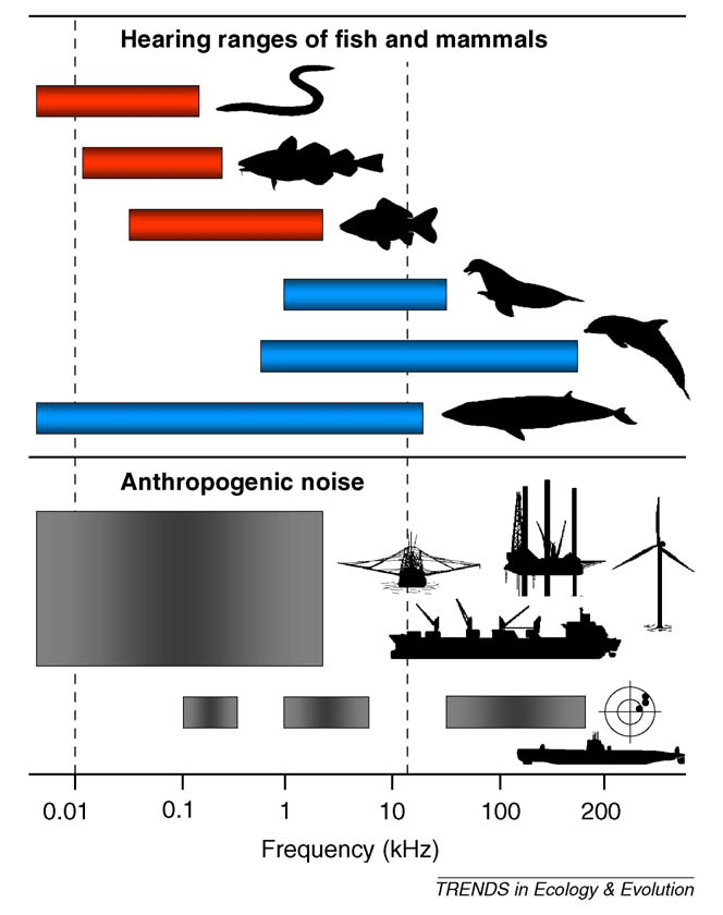 Do fish have ears? And if so, what impacts do people have on their ...