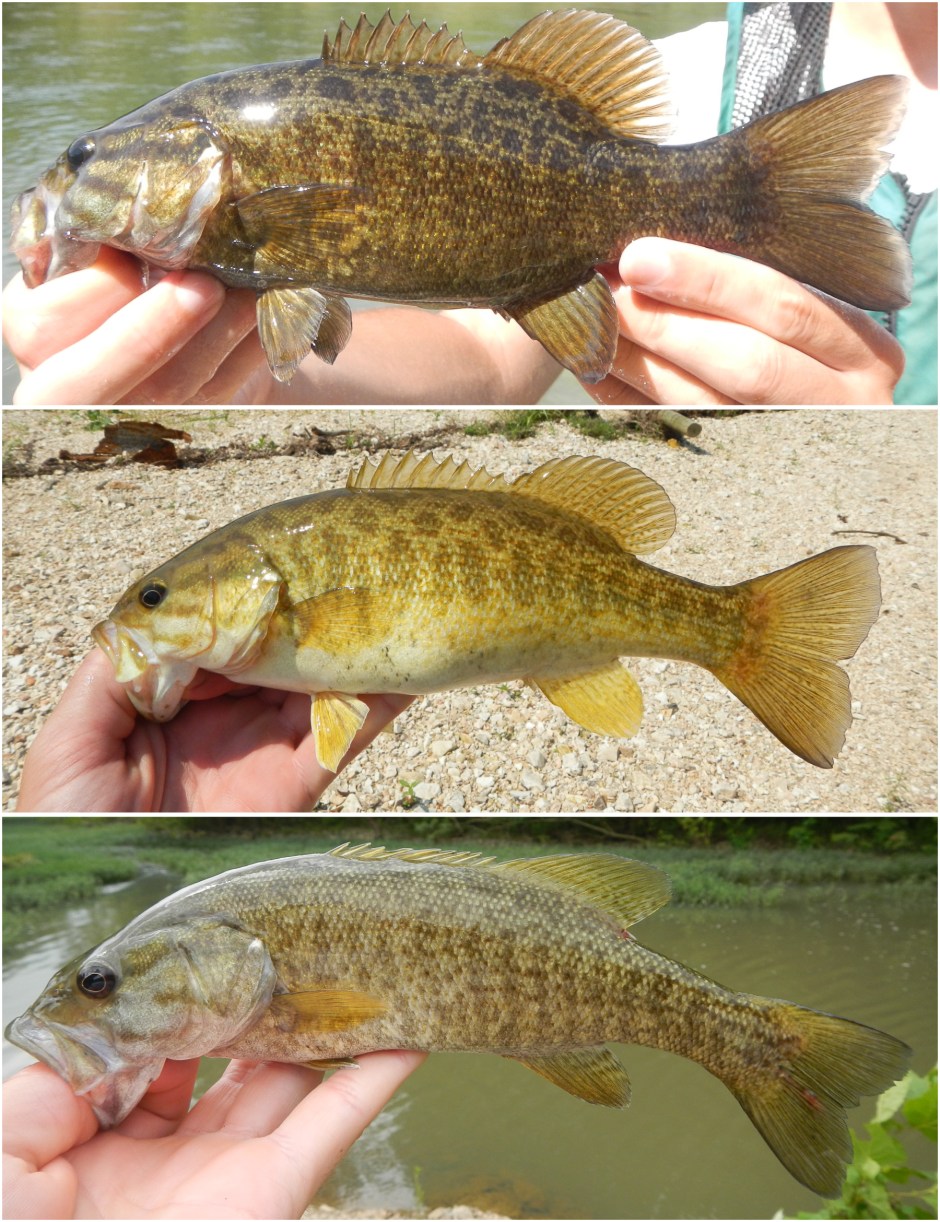Black Bass Diversity and Conservation: The Challenge Continues – The ...