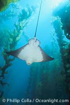 Dananananananana BAT RAY – The Fisheries Blog