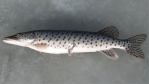 The 7 Wonderful Pikes, Pickerels, and Muskies of the World! – The ...