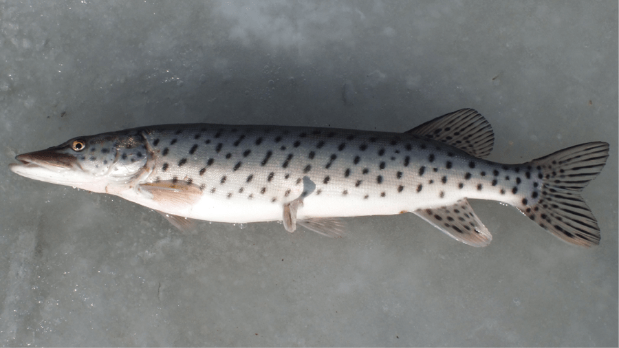 The 7 Wonderful Pikes, Pickerels, and Muskies of the World! – The ...