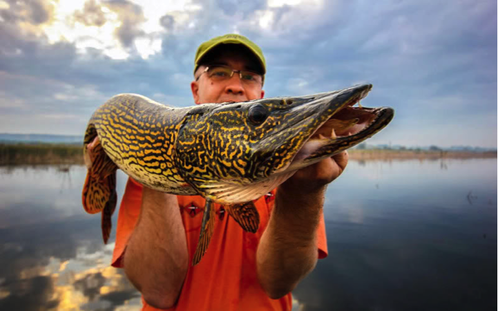 The 7 Wonderful Pikes, Pickerels, and Muskies of the World! – The ...