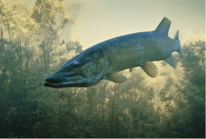 The 7 Wonderful Pikes, Pickerels, and Muskies of the World! – The ...