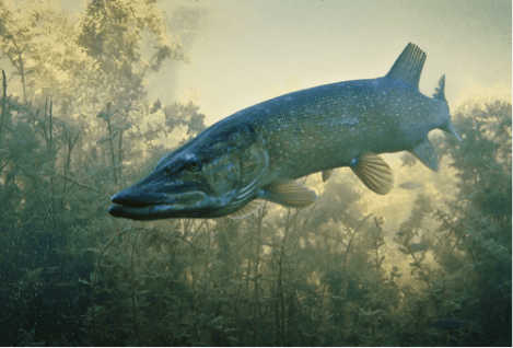 The 7 Wonderful Pikes, Pickerels, and Muskies of the World! – The ...