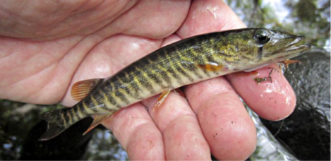The 7 Wonderful Pikes, Pickerels, and Muskies of the World! – The ...