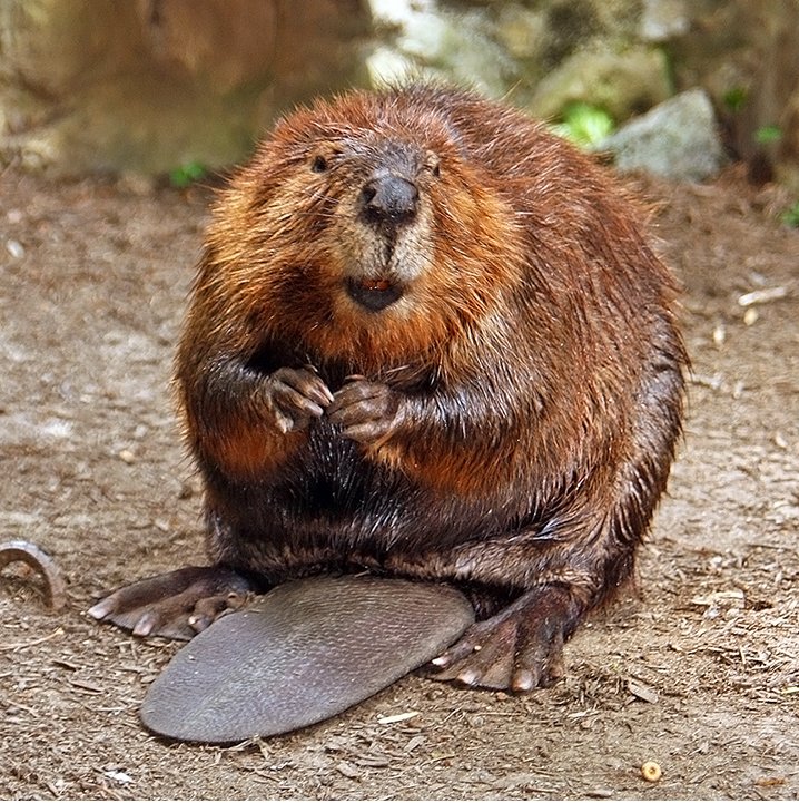 Beavers are fish? During Lent they are, and so are other weird ...